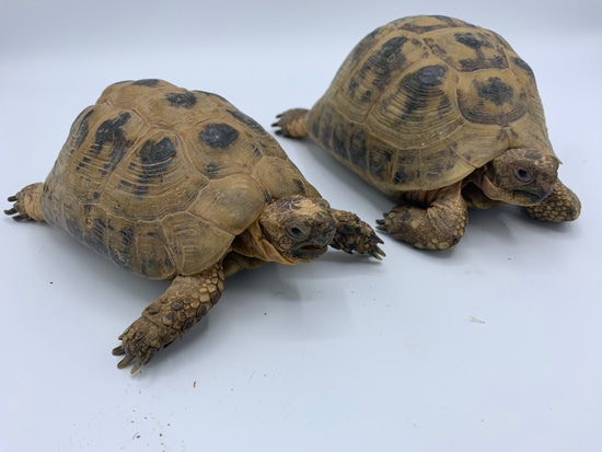 Syrian Golden Greek Adult Pairs Greek Tortoise by Reptile Pets Direct