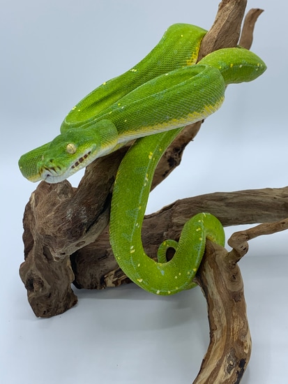Vibrant Young Manakwari Green Tree Python by Reptile Pets Direct