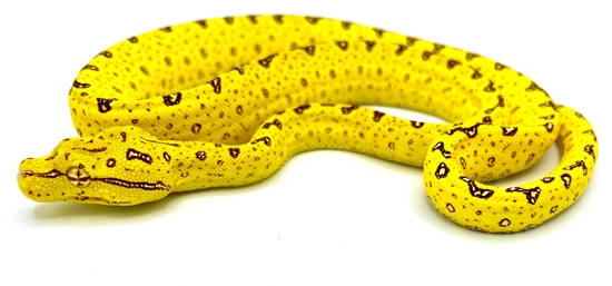 Perfect Neonate Green Tree Green Tree Python by Reptile Pets Direct