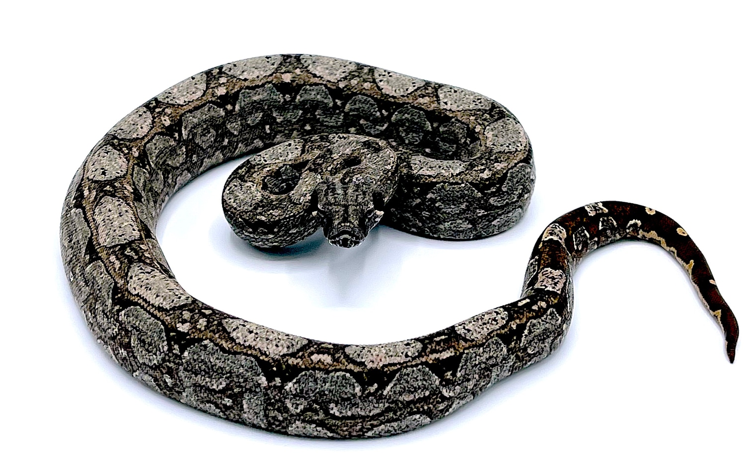 Boa ABMMM3 Argentine Boa Constrictor by Reptile Pets Direct - MorphMarket