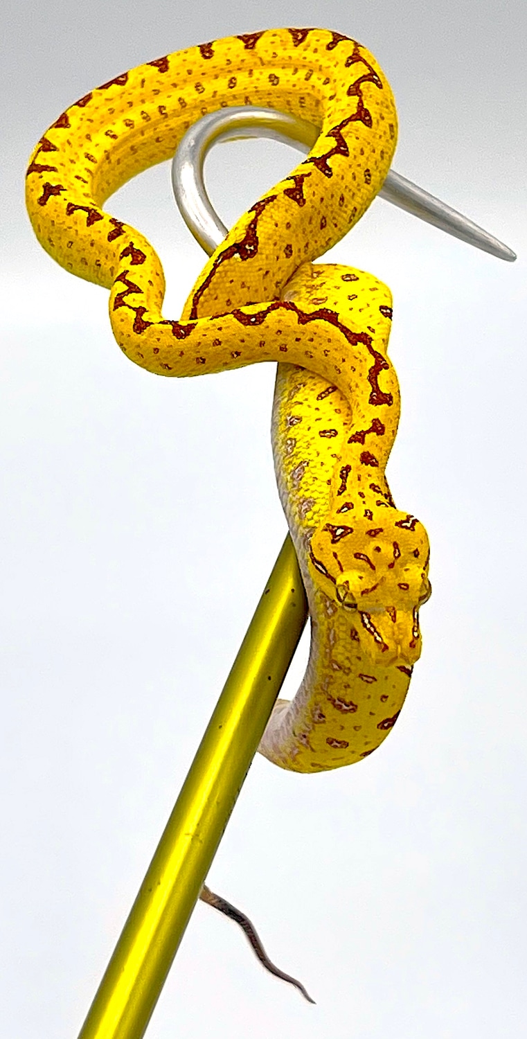 Sorong Baby (SGTP1) Green Tree Python by Reptile Pets Direct - MorphMarket
