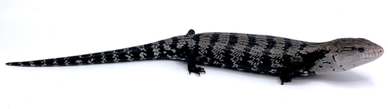 Axanthic Blue Tongue Skink ABTS01 Halmahera Blue-Tongued Skink by ...
