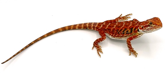Extreme Red Blue Bar Leather Back Bearded Dragon BD13 Central Bearded ...