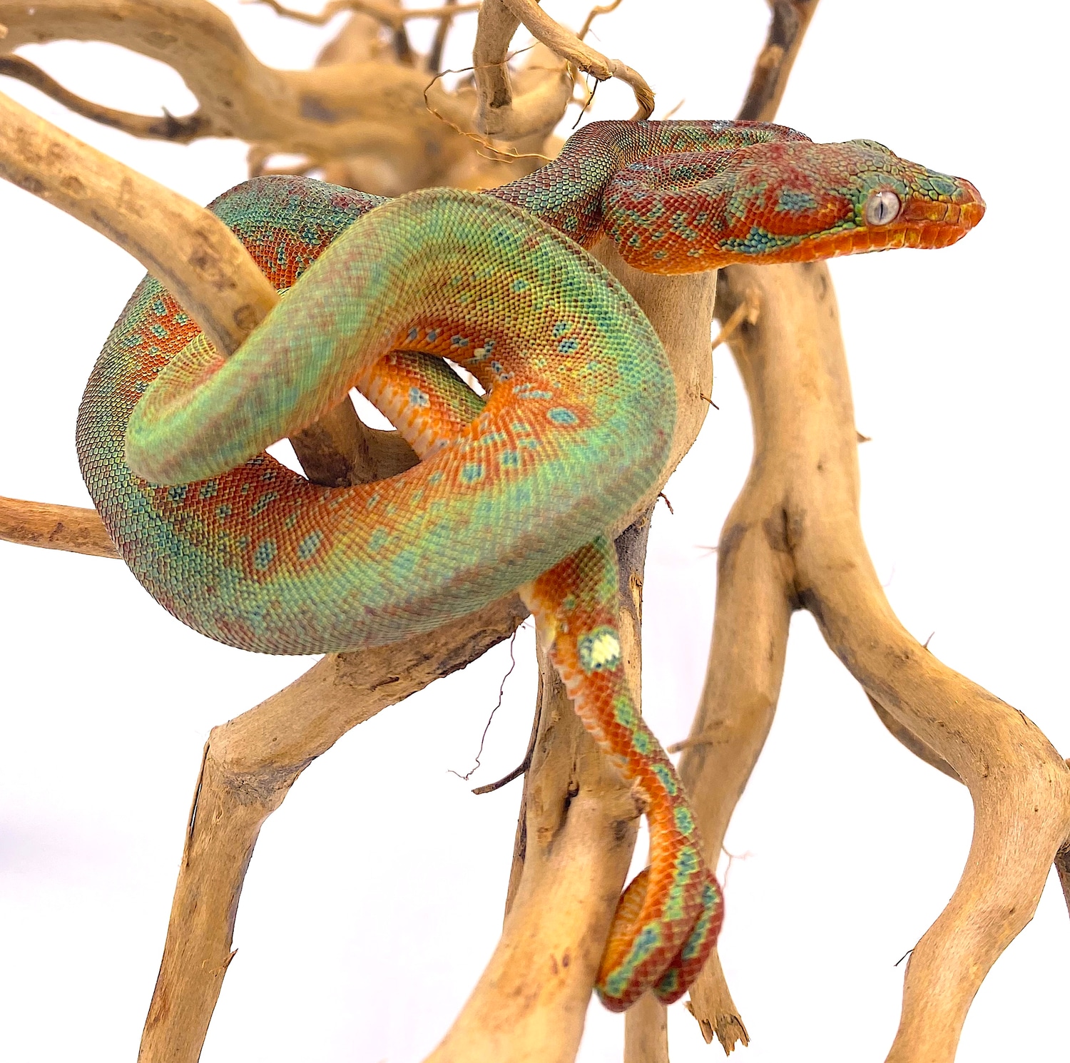 Anaconda Phase Emerald Tree Boa Northern Emerald Tree Boa by Reptile ...