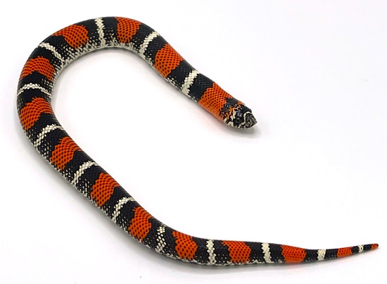 Tri-Color Hognose Snake by Reptile Pets Direct