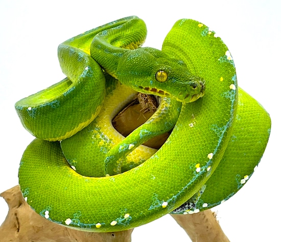 Manokwari Green Tree Python (MGTPM01) by Reptile Pets Direct