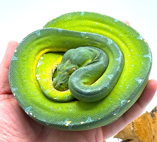 Manokwari Green Tree Python Female (MGTPF02) by Reptile Pets Direct