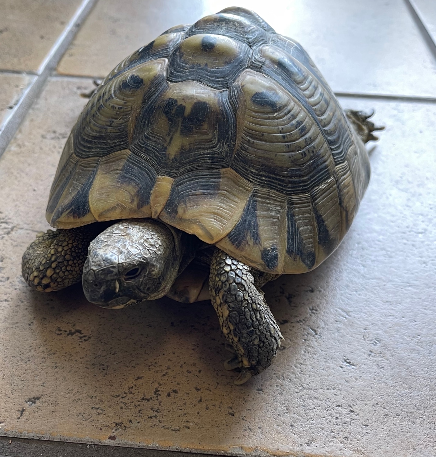 Adult Hermann's Tortoise by Reptile Pets Direct - MorphMarket