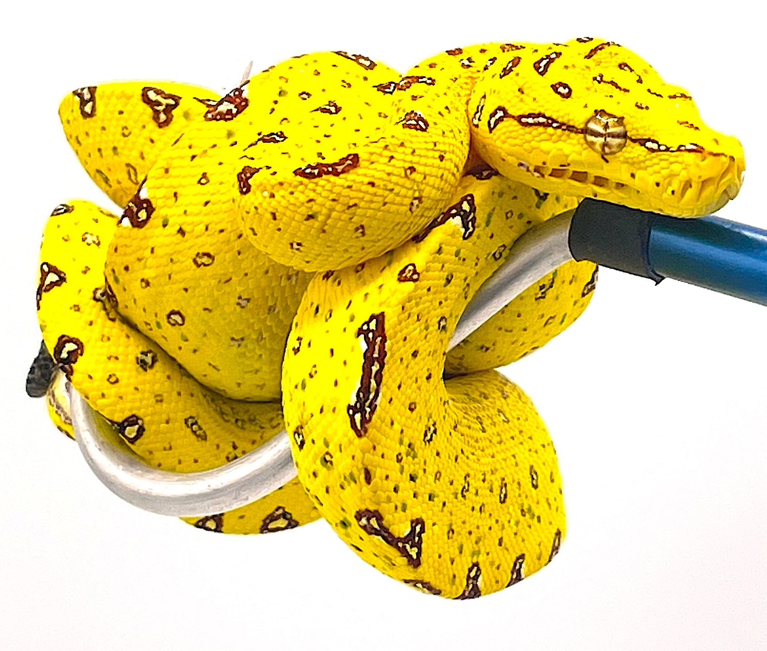 Neonate Biak (NBGTP04) Green Tree Python by Reptile Pets Direct ...