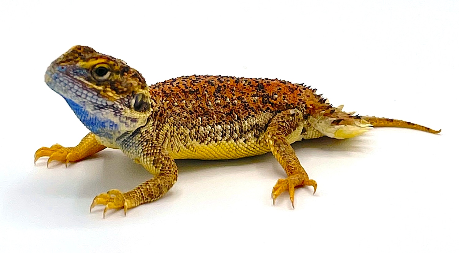 Shield-Tailed Agama (Xenagama Taylori) Other Lizard by Reptile Pets ...
