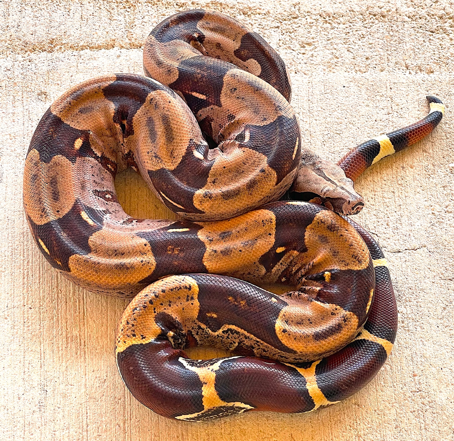 Suriname Male (SRTBM02) True Red-tailed Boa Constrictor by Reptile Pets ...