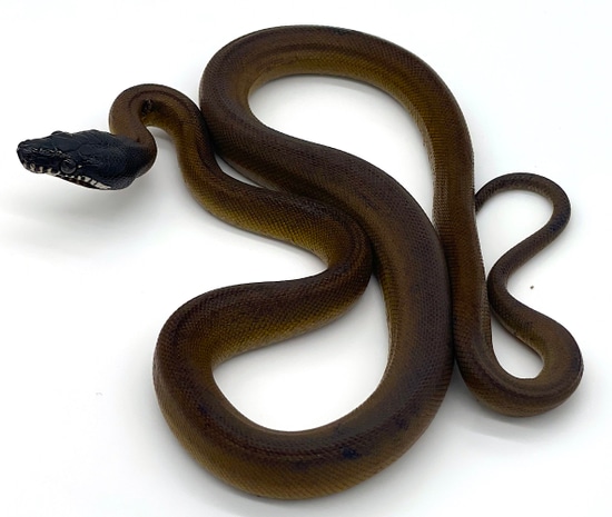 White Lipped Python Baby White-Lipped Python by Reptile Pets Direct