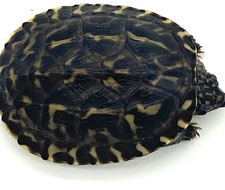 Mud & Musk Turtles for Sale - MorphMarket US & Canada
