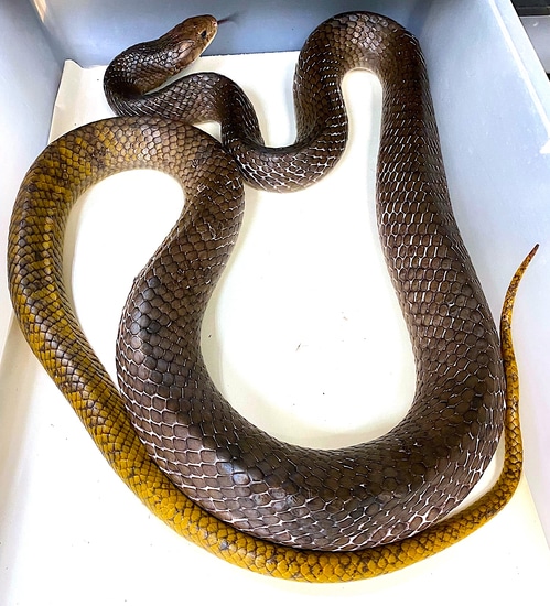 Yellow Tail Cribo (Drymarchon Corais) Cribo & Indigo Snakes by Reptile ...