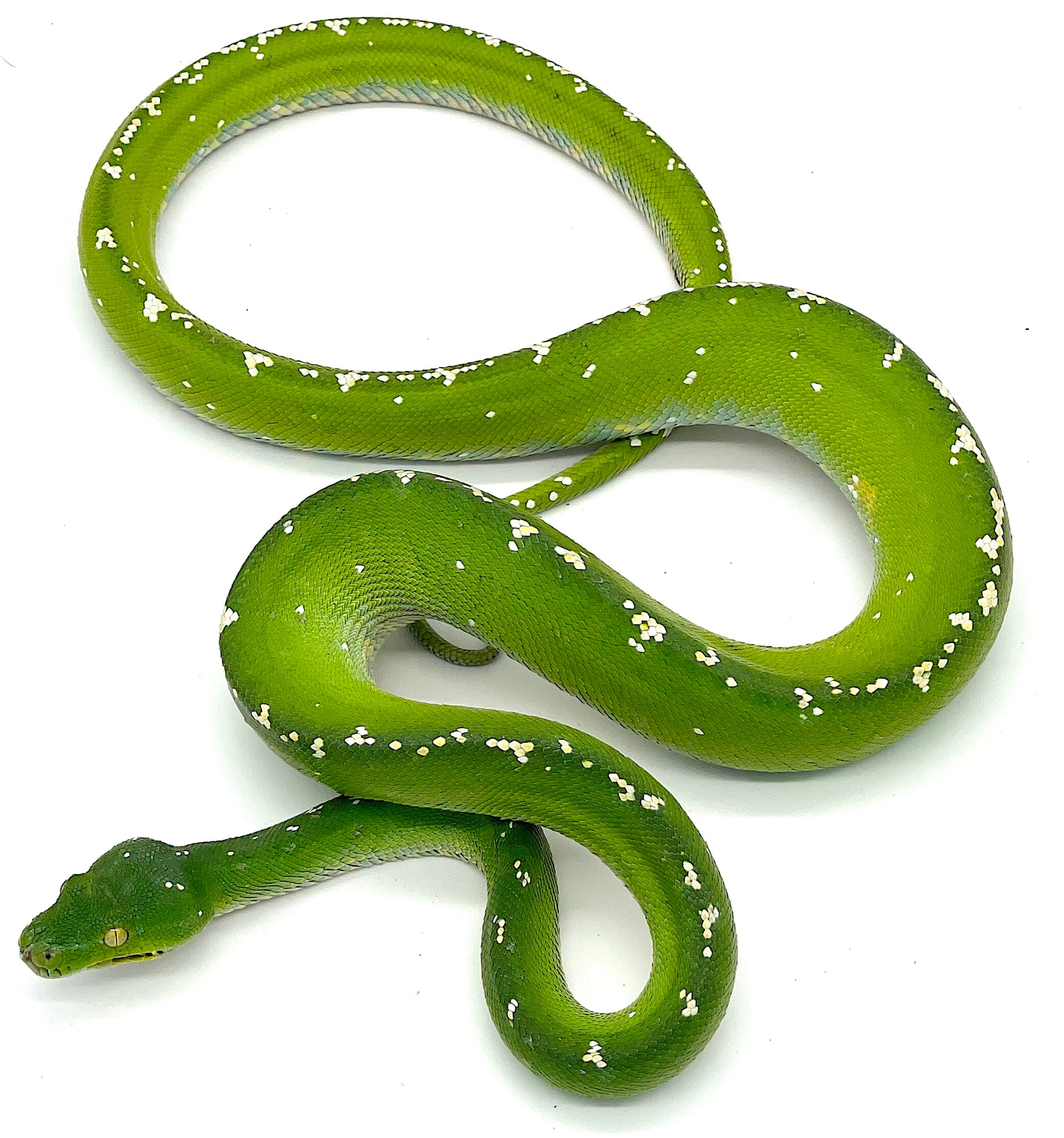 Aru (Morelia Viridis) Male (AHWM08) 25% OFF Green Tree Python by ...