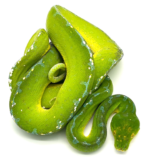 Manokwari Green Tree Python Male (MANOM1) by Reptile Pets Direct