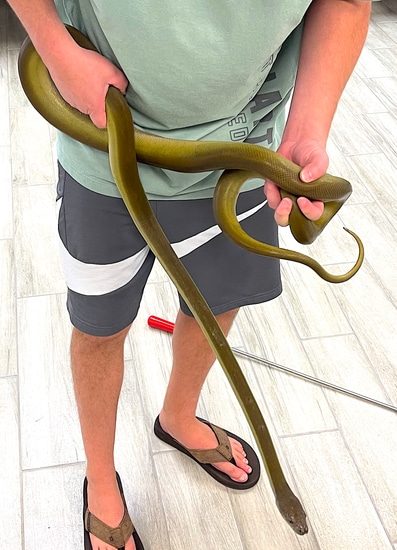 Papuan Olive Python (Apodora Papuana) More Python by Reptile Pets Direct