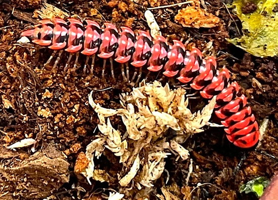 Pink Dragon Millipede by Reptile Pets Direct
