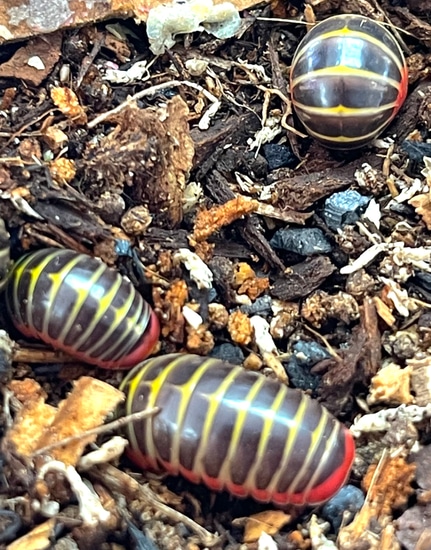 Candy Pill Millipedes by Reptile Pets Direct