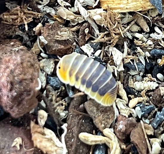 Cubaris Sp. Jupiter Isopod by Reptile Pets Direct