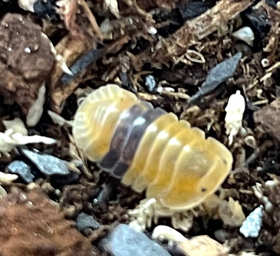 Cubaris Sp. Amber Isopod by Reptile Pets Direct