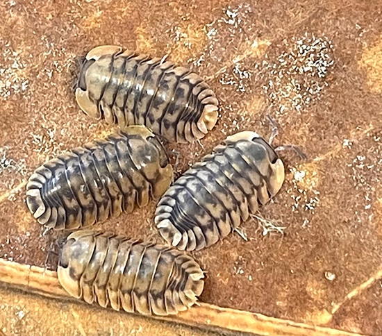 Cubaris Sp. Yellow Tiger Isopod by Reptile Pets Direct