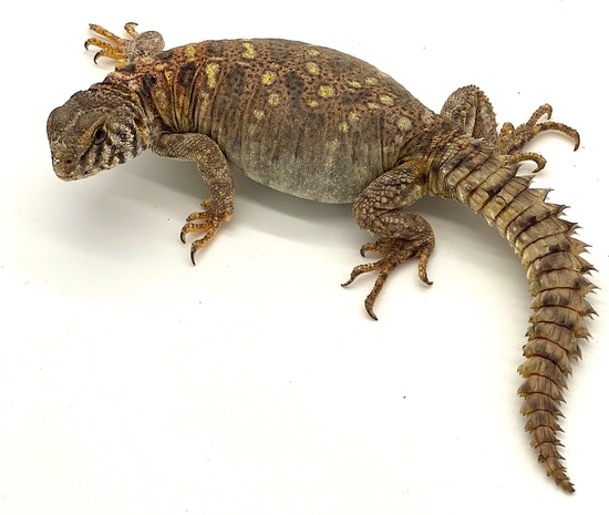 Ornate Uromastyx CBB Female Juvenile (OUFJ03) by Reptile Pets Direct
