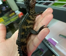 Cuvier's Dwarf Caimans for Sale - MorphMarket US & Canada