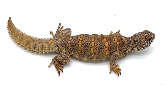 Ornate Uromastyx Sub Adult Female (OUSAF04) by Reptile Pets Direct