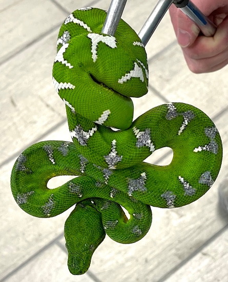 Emerald Tree Boa Juvenile Female High White (JETBF01) Northern Emerald ...
