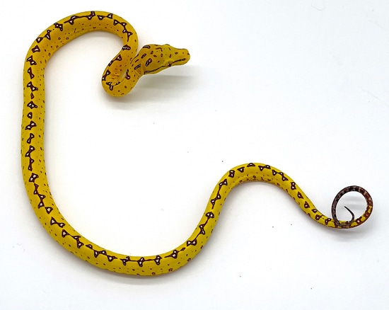 Sorong Green Tree Python by Reptile Pets Direct