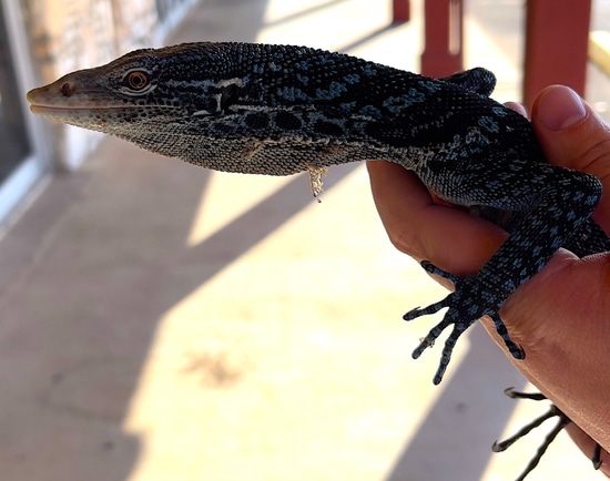 Blue Tree Monitor Pair by Reptile Pets Direct