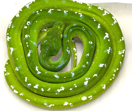 Reptile Pets Direct - MorphMarket