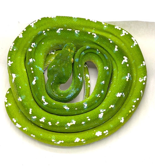 High White Aru Green Tree Python Male (HWAM01) by Reptile Pets Direct