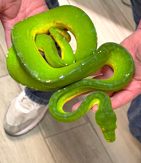 Waigeo Green Tree Python Male (WGTPM01) by Reptile Pets Direct