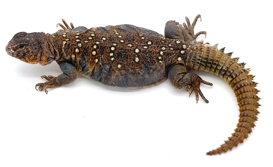 Ocellated Uromastyx Female (OCUF01) by Reptile Pets Direct