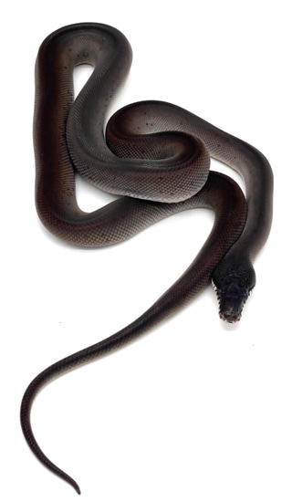 Southern White Lip Male Baby (SWLB01) White-Lipped Python by Reptile Pets Direct