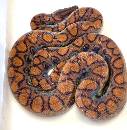 Brazilian Rainbow Boa Sub Adult (BRB0002) by Reptile Pets Direct