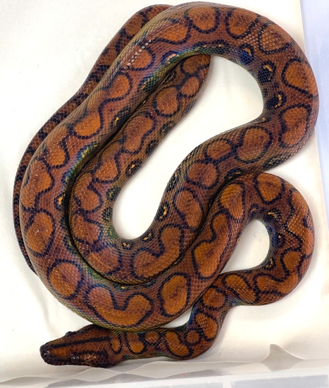 Brazilian Rainbow Boa Sub Adult (BRB0001) by Reptile Pets Direct