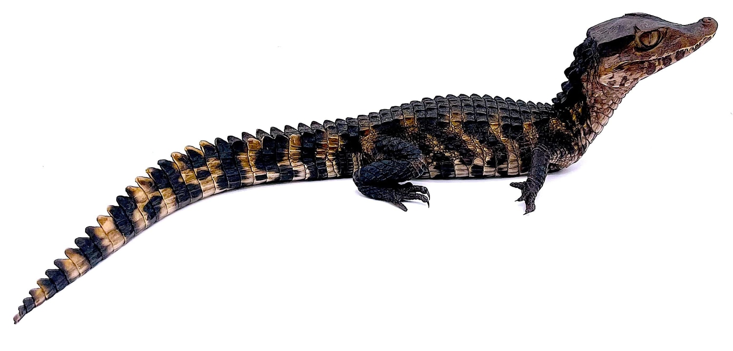 Cuvier's True Cuvier's Dwarf Caiman by Reptile Pets Direct - MorphMarket