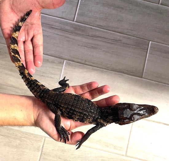 Cuviers Dwarf Caiman 15-18" Cuvier's Dwarf Caiman by Reptile Pets Direct
