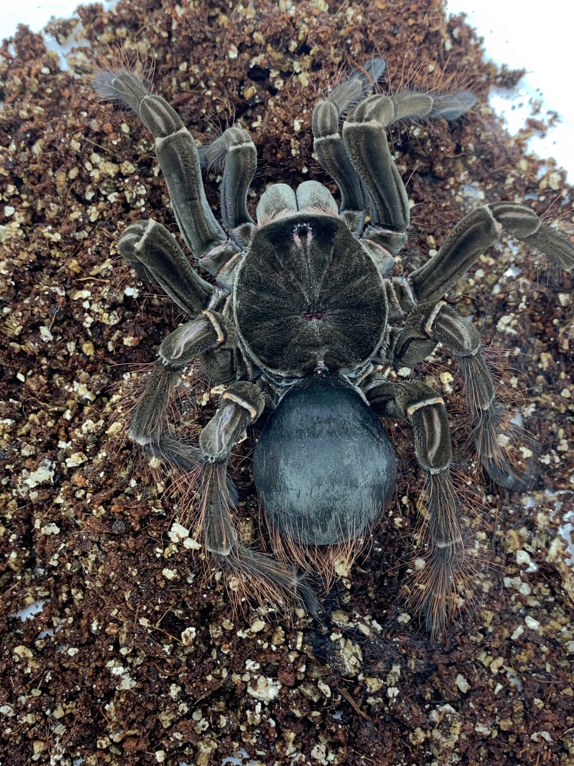 Goliath Bird Eater (T.Stirmi) Tarantula by Reptile Pets Direct ...