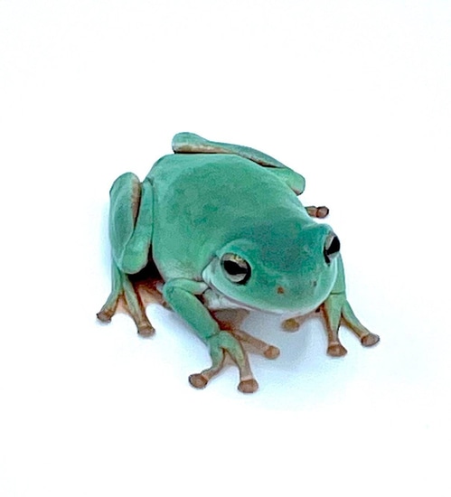 Blue Eyed Whites Tree Frog White's Tree Frog by Reptile Pets Direct