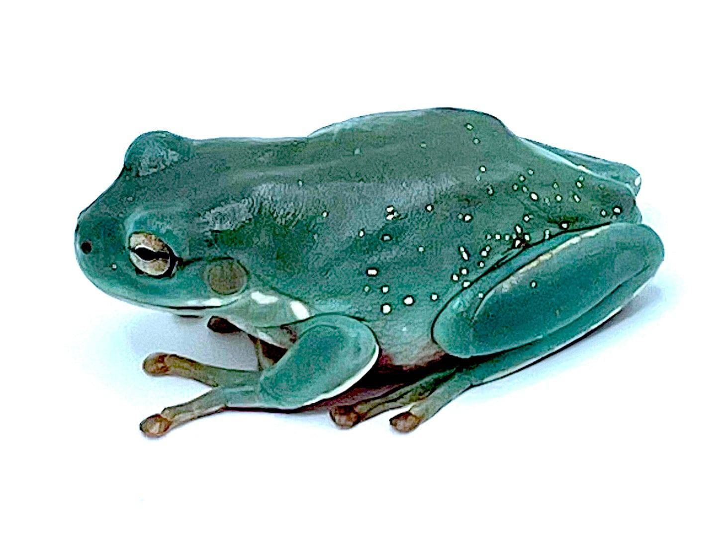 Snowflake White's Tree Frog by Reptile Pets Direct - MorphMarket