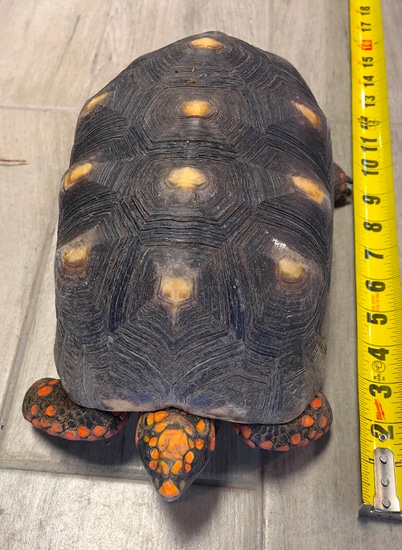 Red Foot Tortoise 10-11" Male Red-Footed Tortoise by Reptile Pets Direct