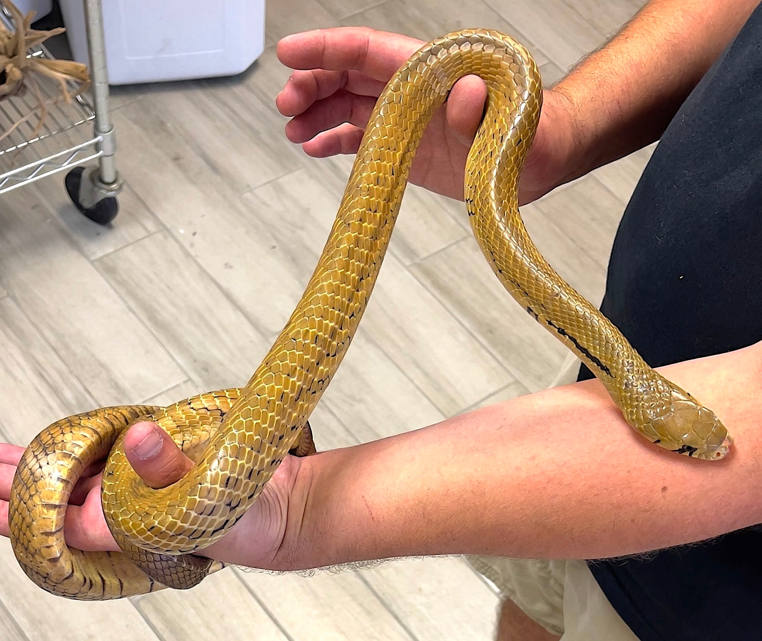 Unicolor Cribo Female ( Melanurus Unicolor) *probe Sexed* (UCF01 ...