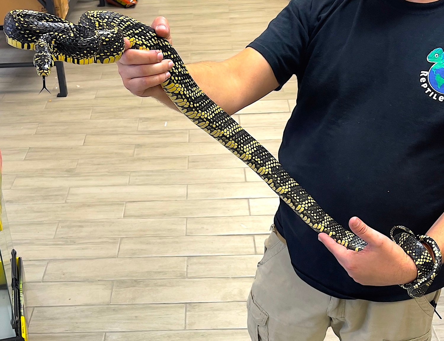 Nicaraguan Tiger Rat Snakes High Yellow (Spilotes Pullatus) Other Rat ...