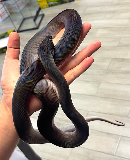 Southern White Lip Python Female *Probe Sexed* White-Lipped Python by ...