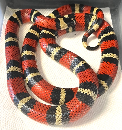 Stewart’s Milk Snake (Lampropeltis T Stuarti) Stuart's Milk Snake by ...