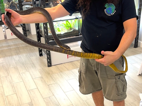 Yellow Tail Cribo Male (YTCM001) Cribo & Indigo Snakes by Reptile Pets ...